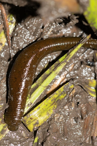 Genus Haemopis | Segmented Worms Wiki | Fandom