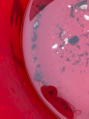 Glass Worm (Murchieona muldali) | Segmented Worms Wiki | Fandom