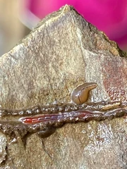 Alboglossiphonia heteroclita | Segmented Worms Wiki | Fandom