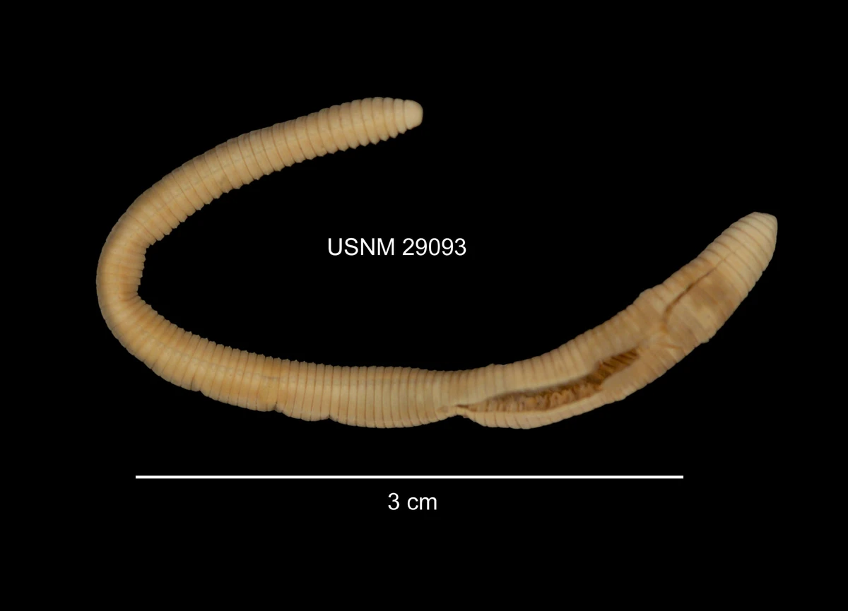 American Barkworm (Bimastos parvus) | Segmented Worms Wiki | Fandom