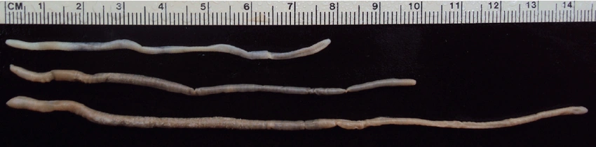 Diplocardia smithii | Segmented Worms Wiki | Fandom