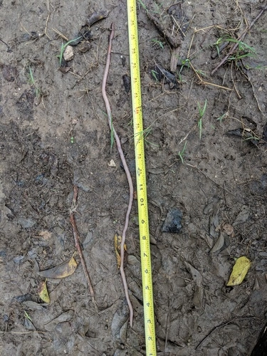 Diplocardia fusca | Segmented Worms Wiki | Fandom