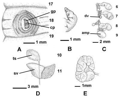 Metaphire feijani | Segmented Worms Wiki | Fandom