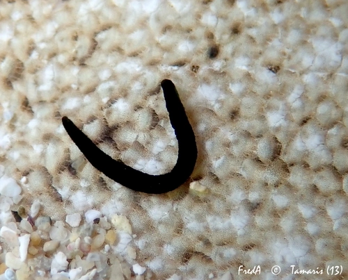 Hemibdella soleae | Segmented Worms Wiki | Fandom