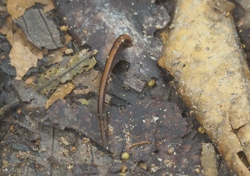 Haemadipsa trimaculosa | Segmented Worms Wiki | Fandom