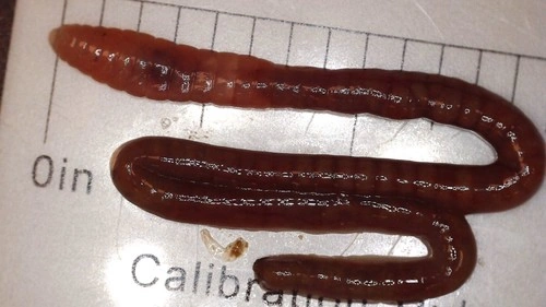 Eisenia andrei | Segmented Worms Wiki | Fandom