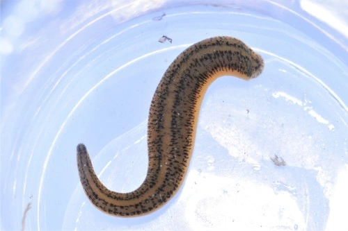 Erpobdella punctata | Segmented Worms Wiki | Fandom