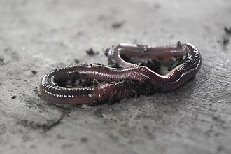 African Night Crawler (Eudrilus eugeniae) | Segmented Worms Wiki | Fandom