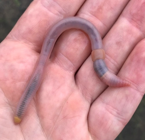 Blue-grey Worm (Octolasion cyaneum) | Segmented Worms Wiki | Fandom