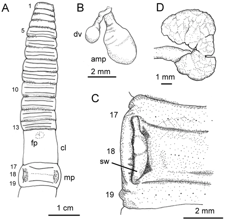 Metaphire nanaoensis | Segmented Worms Wiki | Fandom