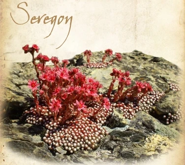 Seregon | Wiki Le Seigneur des Anneaux | Fandom