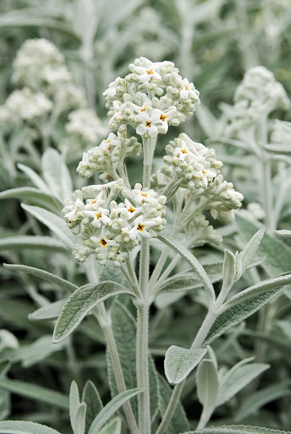 Fleur Grise | Wiki Seikatsu | Fandom