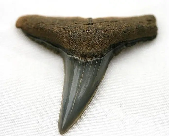 Negaprion eurybathrodon | Selachipedia - The Shark Wiki | Fandom