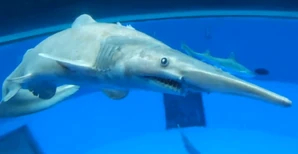 Selachipedia - The Shark Wiki | Fandom