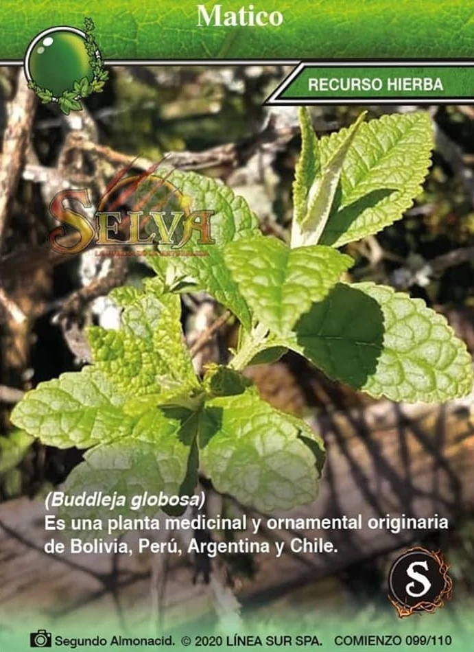 Matico | Wiki Selva | Fandom