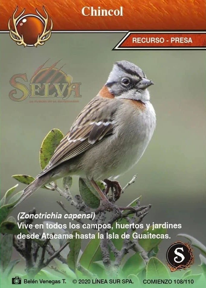 Chincol | Wiki Selva | Fandom