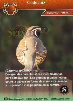 Codorniz | Wiki Selva | Fandom