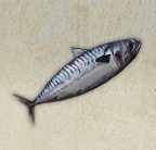 Raw Fish | Sengoku Dynasty Wiki | Fandom