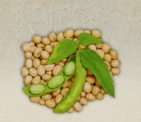 Soybeans | Sengoku Dynasty Wiki | Fandom