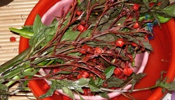 Panglima Burung | SenjaKala Wikia | Fandom