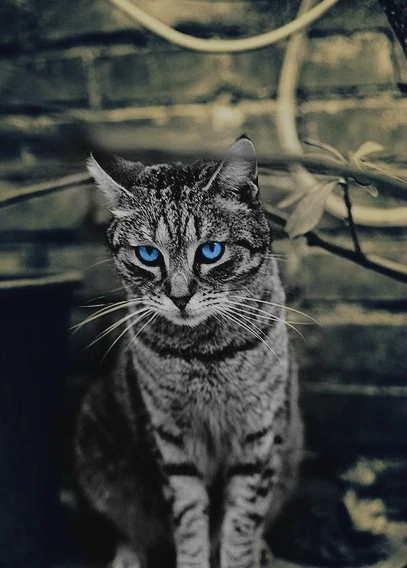 Shadowwhisper | Senshicatsroleplay Wiki | Fandom