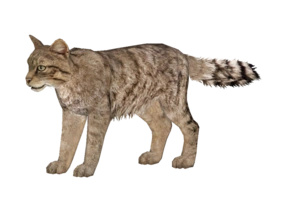 European Wildcat | Seri!Pixel Biologist! Wiki | Fandom