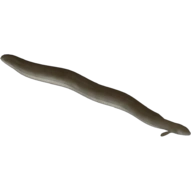 European Eel | Seri!Pixel Biologist! Wiki | Fandom