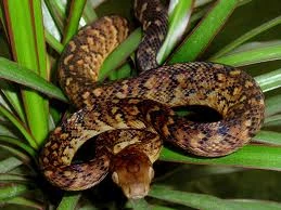 Boa de Jamaica | Wiki Serpientepedia | Fandom