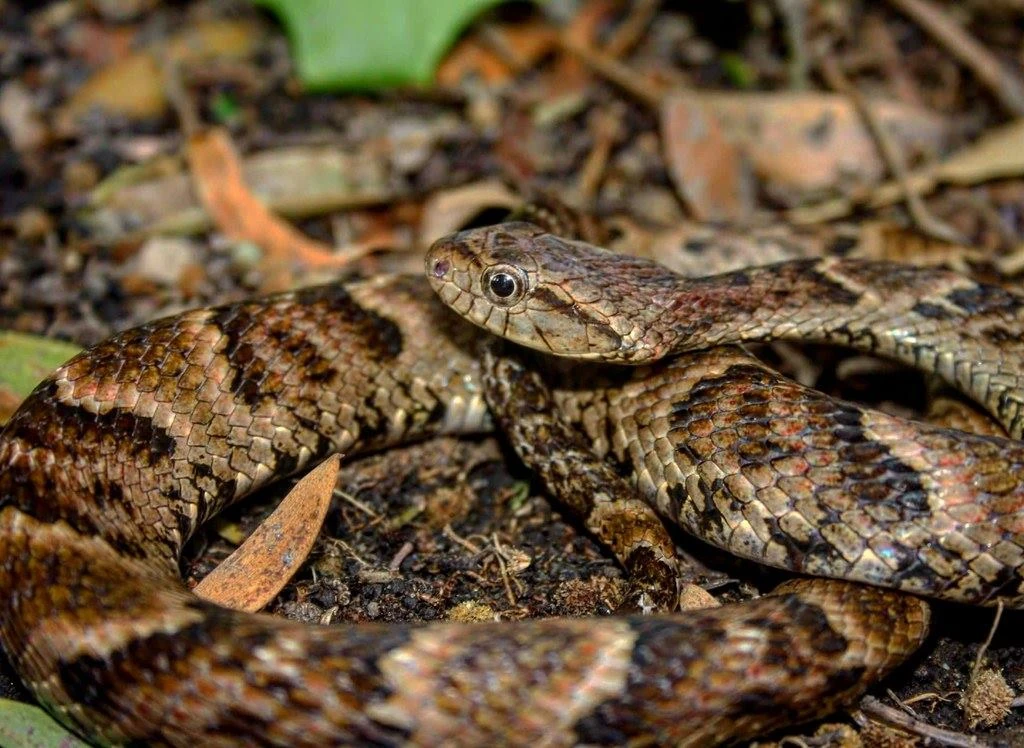 Xenodon | Serpientes de Colombia Wiki | Fandom