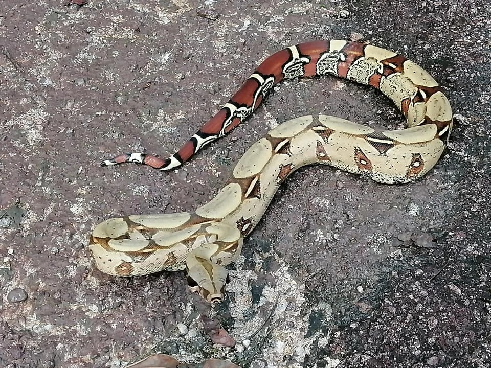 Boidae | Serpientes de Colombia Wiki | Fandom