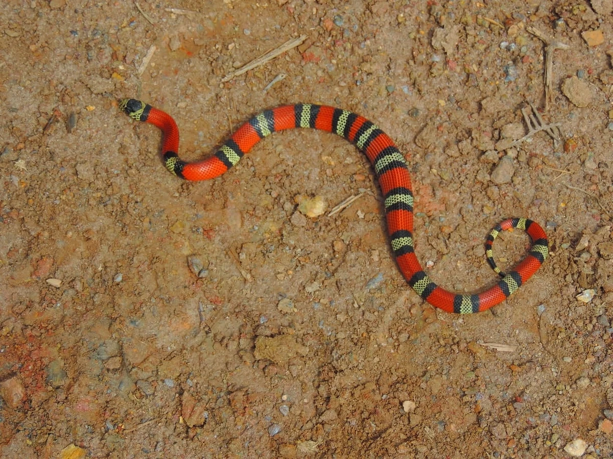 Lampropeltis | Serpientes de Colombia Wiki | Fandom
