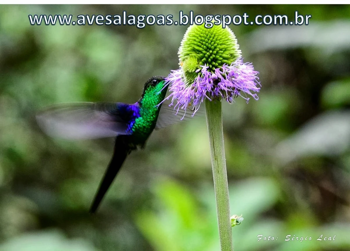 Aves da Mata Atlântica | Wiki Serro Azul | Fandom