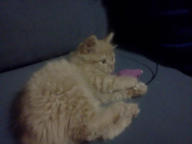 Kitku pg 8 | Services Automatic tests Wiki | Fandom