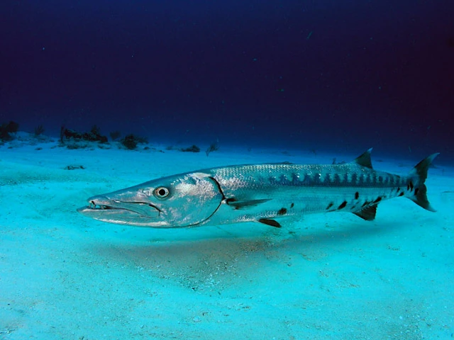 Great Barracuda | Dr. Seuss Wiki | Fandom