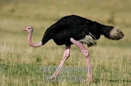 Ostrich | Dr. Seuss Wiki | Fandom