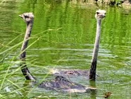 Ostrich | Dr. Seuss Wiki | Fandom