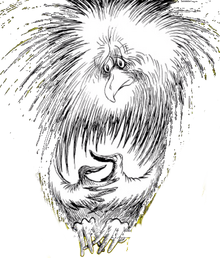 Twiddler Owls | Dr. Seuss Wiki | Fandom