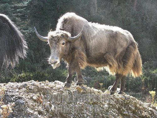Yak | Dr. Seuss Wiki | Fandom
