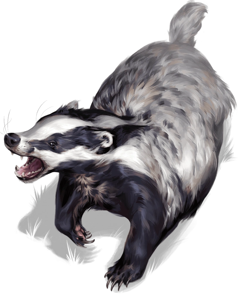 Borsuk | Sferopedia | Fandom