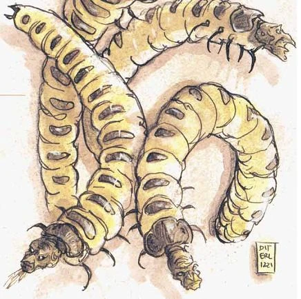 Larwa | Sferopedia | Fandom