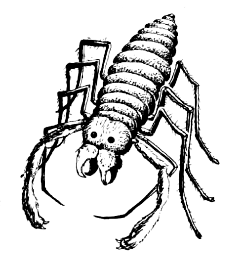 Solfuga | Sferopedia | Fandom