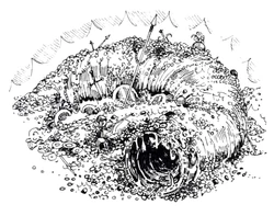 Szlamowy robal | Sferopedia | Fandom