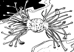 Draeden | Sferopedia | Fandom