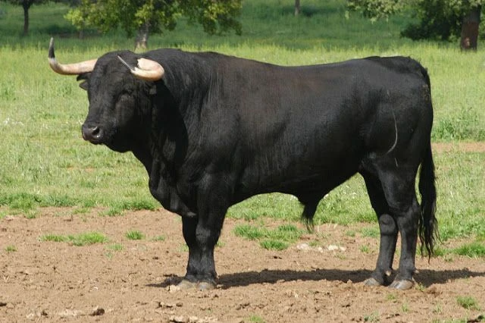 SKYWALKER, COW - BULL BELLOW | SFX Resource Wiki | Fandom
