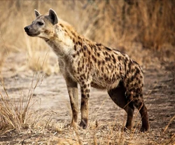 Sound Ideas, HYENA - HYENA LAUGHING, ANIMAL | SFX Resource Wiki | Fandom