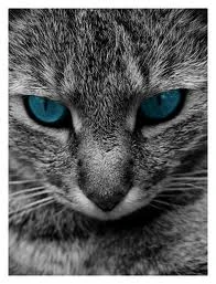 Cloverpaw | Shadeflower Wiki | Fandom