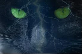 Lightningpaw | Shadeflower Wiki | Fandom