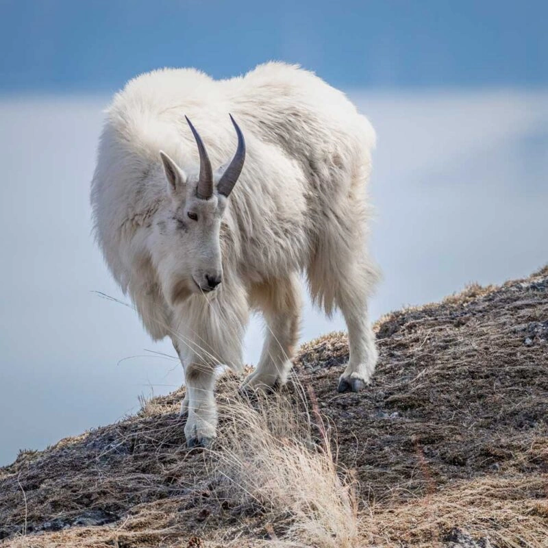 Goat | Shadow Stalkers Wiki | Fandom