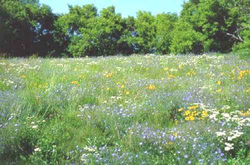 Meadow | Shadowcrest Wiki | Fandom