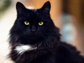 Jaggedclaw | Shadowed Horizons Wikia | Fandom